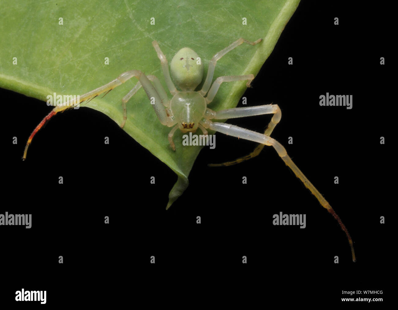 Crab spider (Ebrechtella tricuspidata) on leaf, Guangxi Privince, China ...
