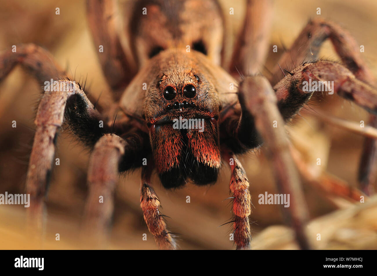 Arachnids of china hi-res stock photography and images - Alamy