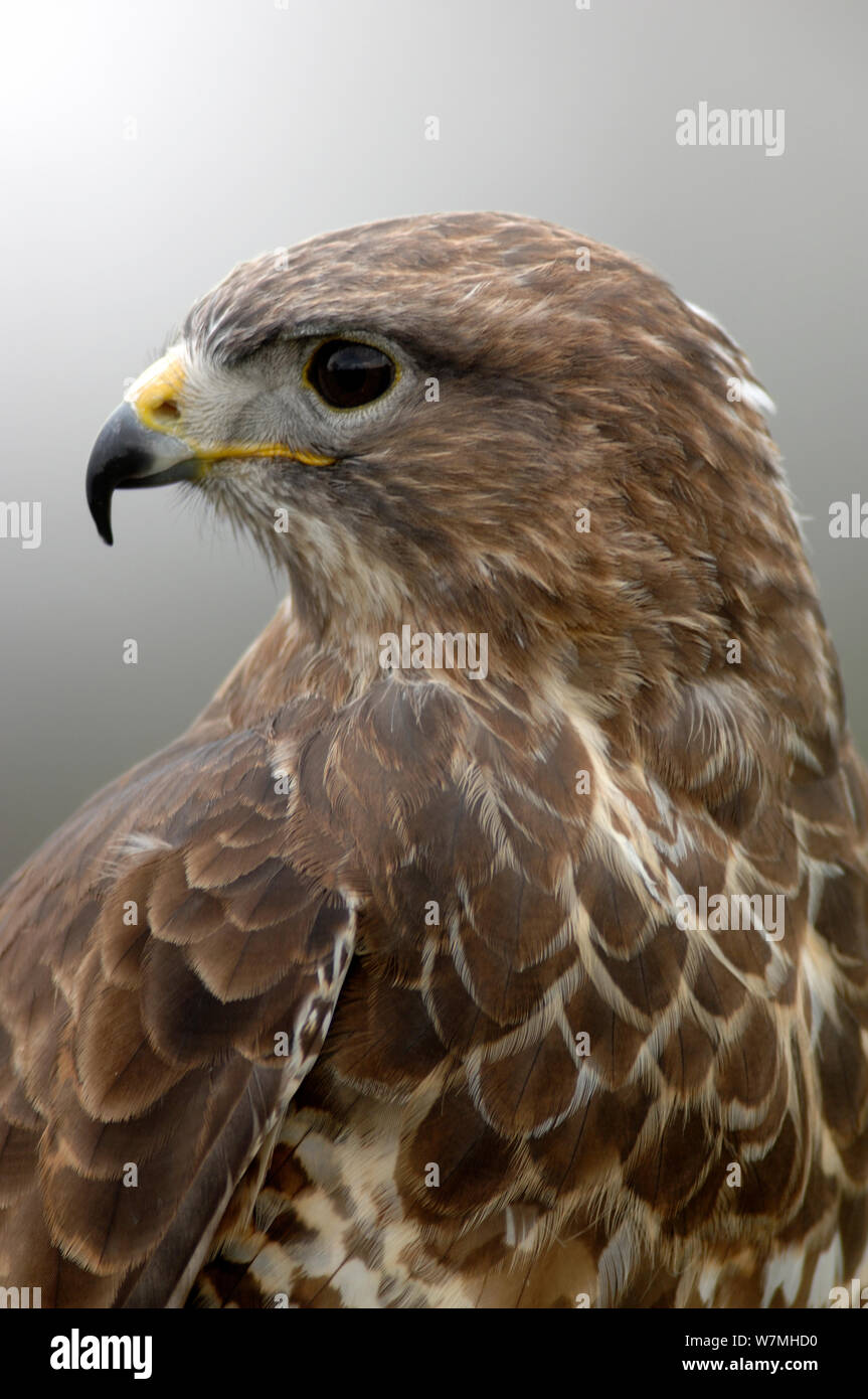 Common buzzard profile hi-res stock photography and images - Alamy