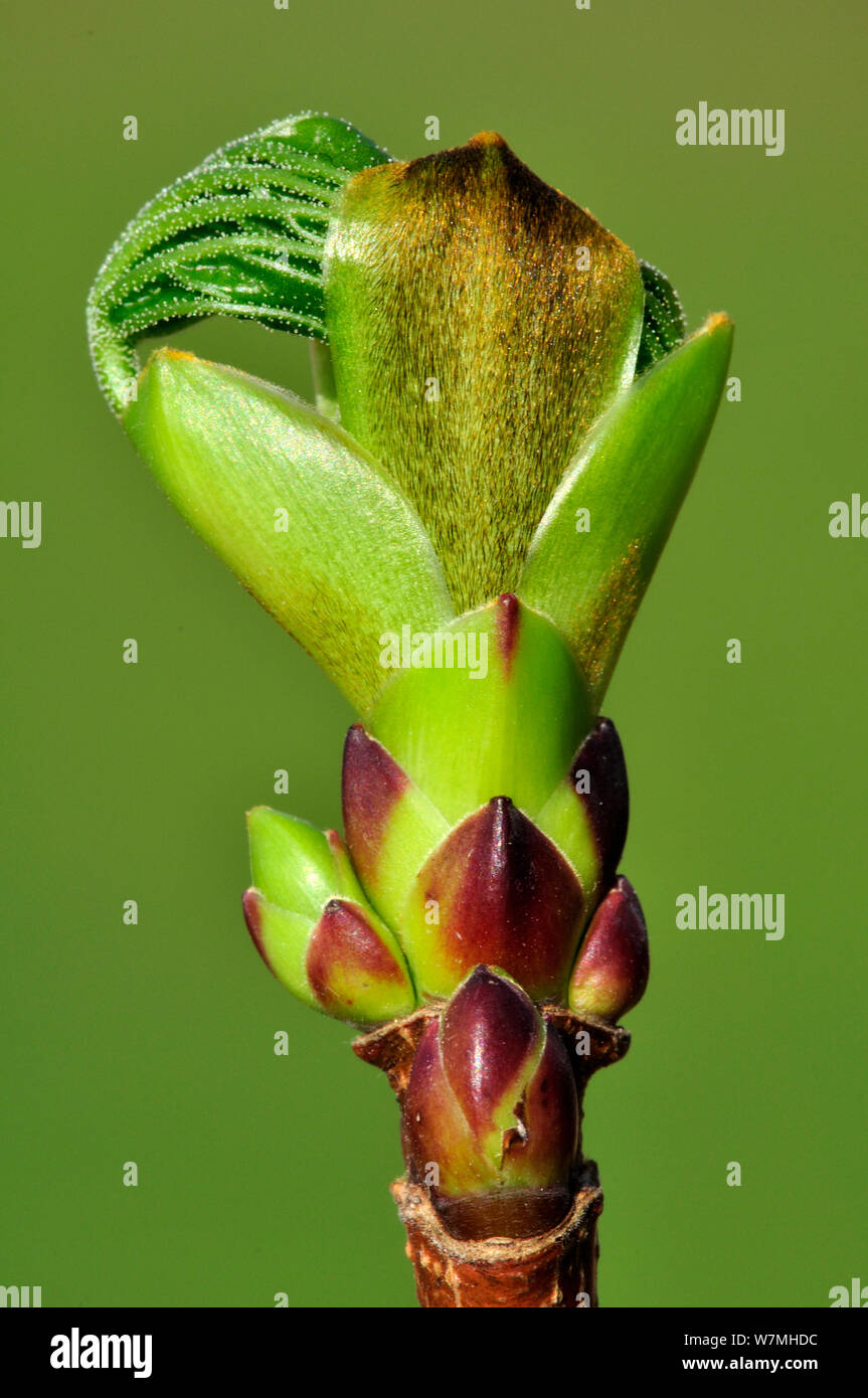 Norway maple tree (Acer platanoides) bud breaking, Dorset, UK, March ...