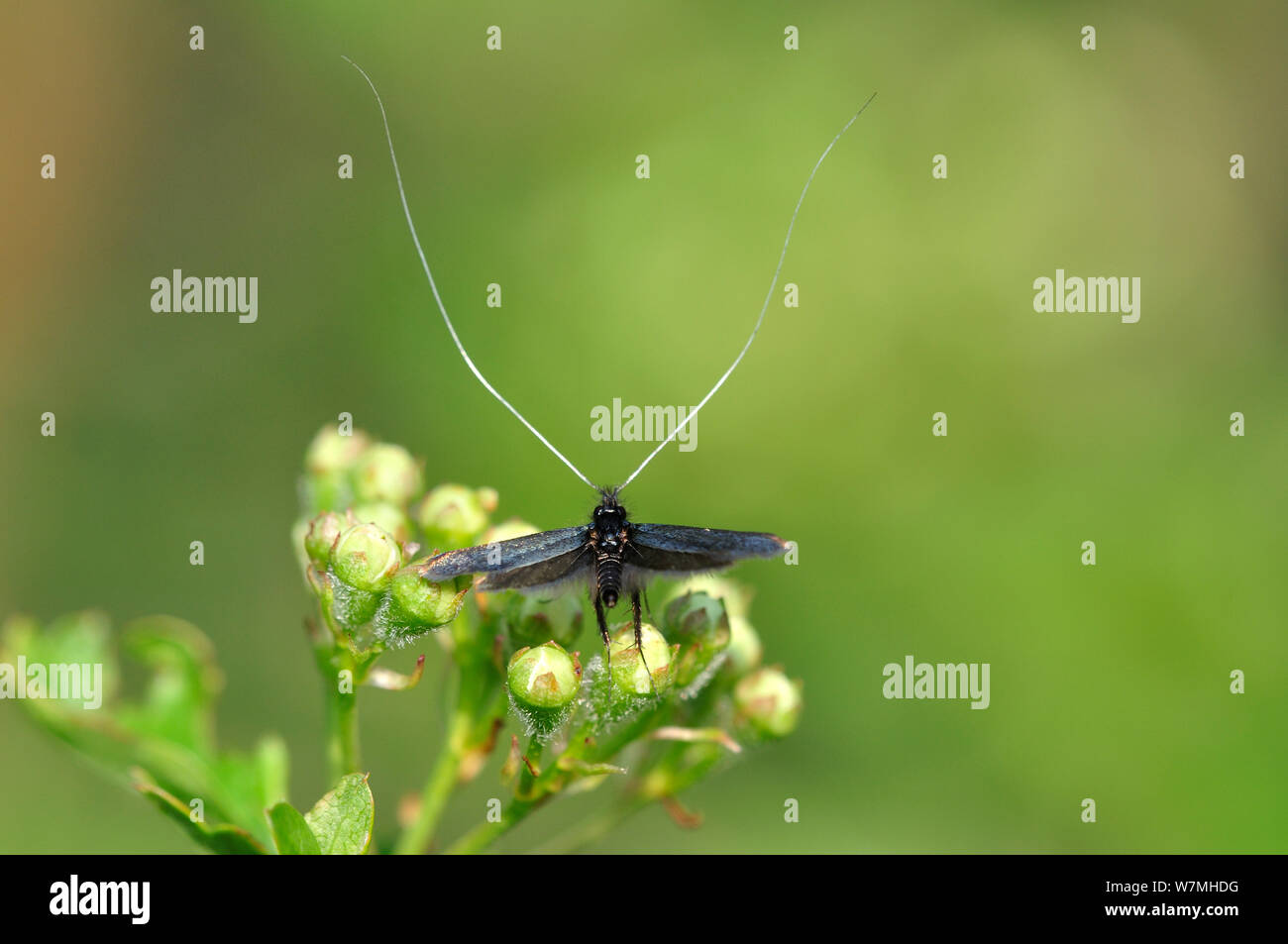 Adela reaumurella moth hi-res stock photography and images - Alamy