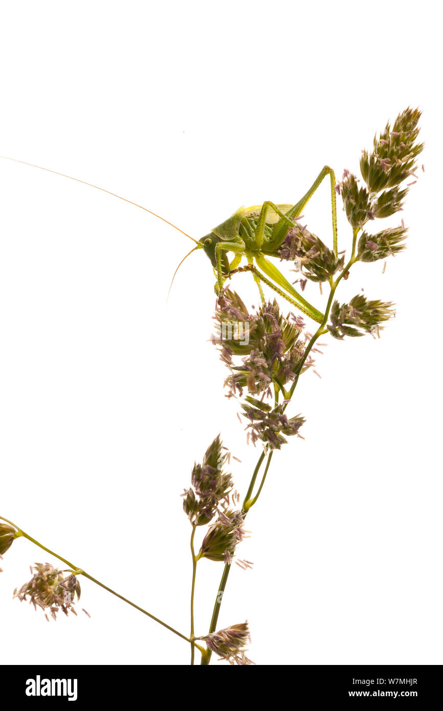 Great green grasshopper Cut Out Stock Images & Pictures - Alamy