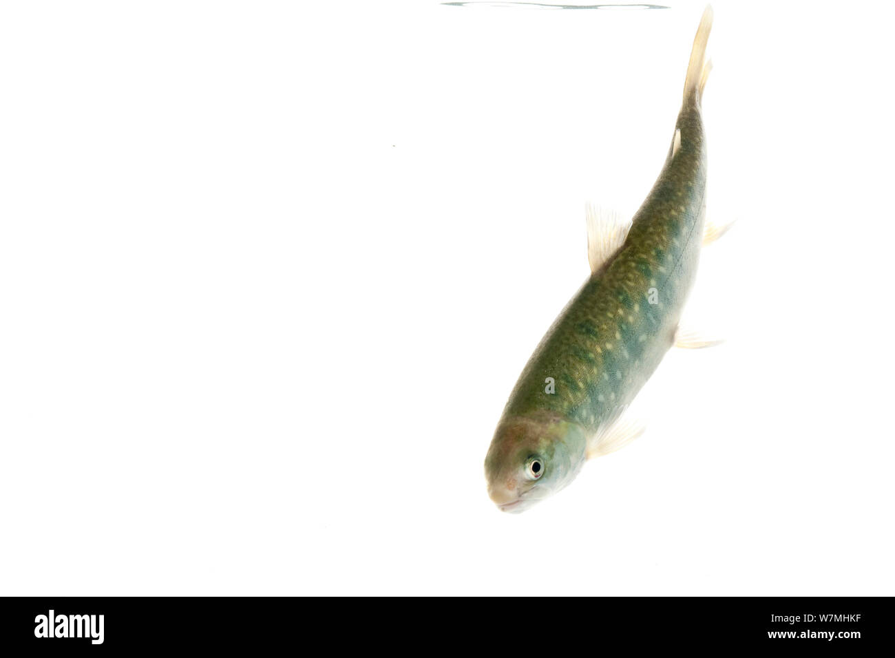 Bain fish Cut Out Stock Images & Pictures - Alamy