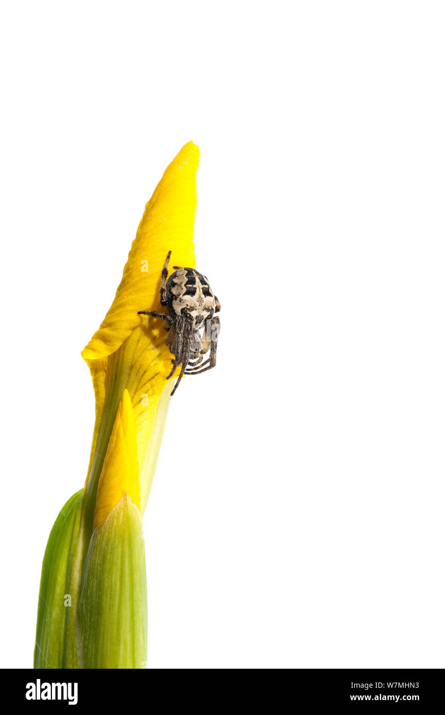 Spider web flag hi-res stock photography and images - Alamy