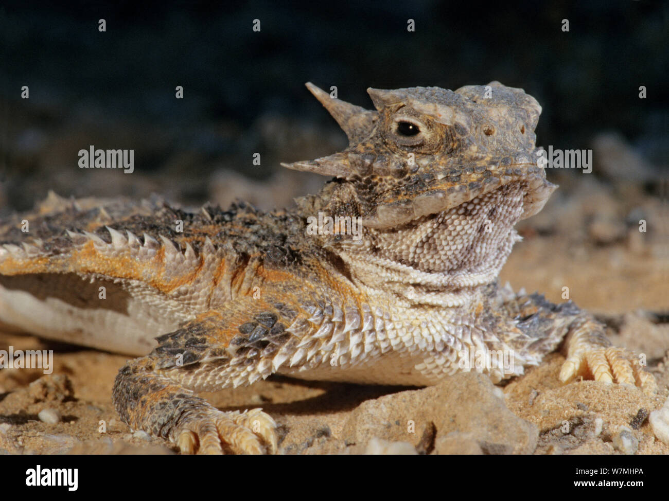 Flat tailed horned lizards hi-res stock photography and images - Alamy
