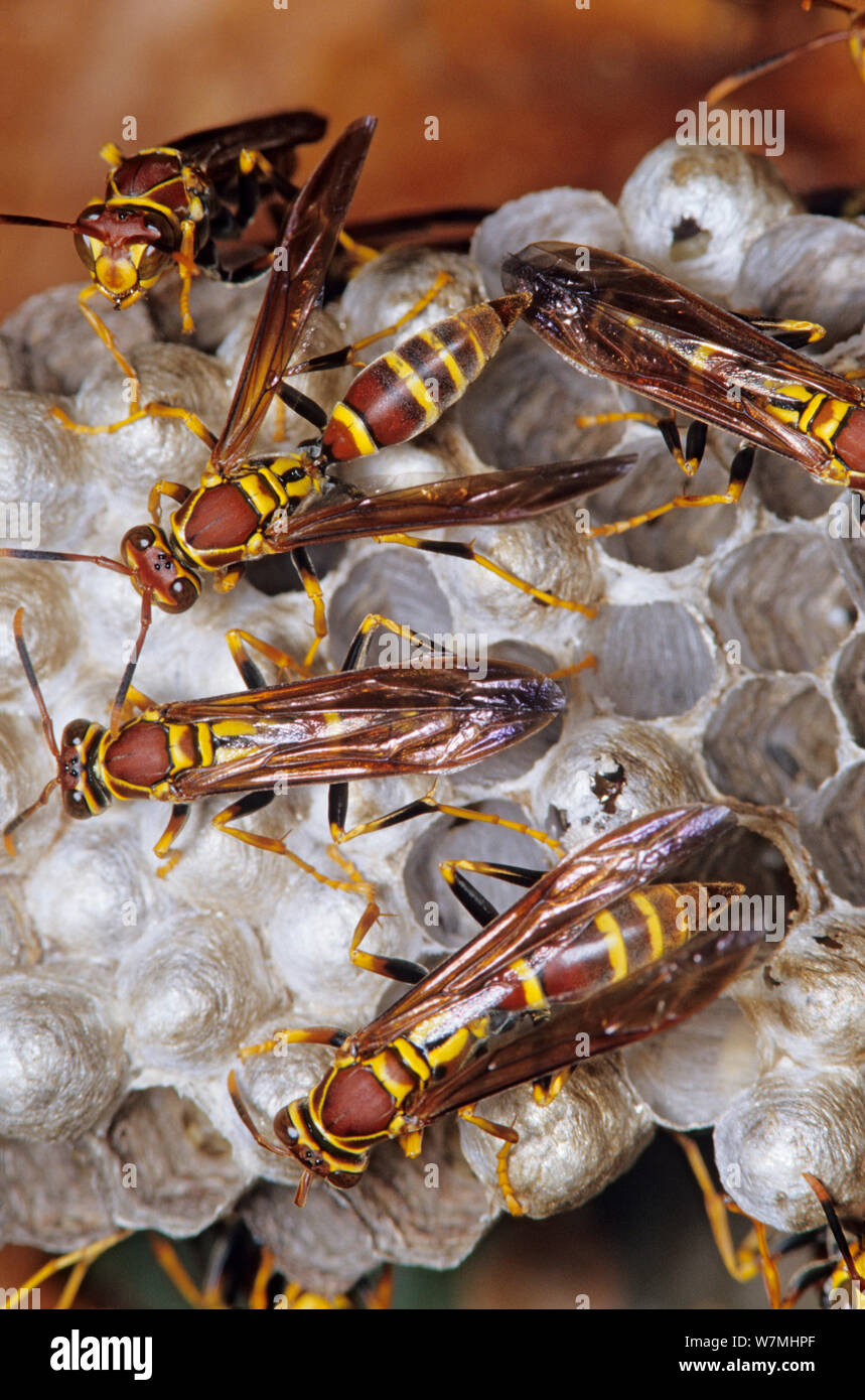 Paper Wasp (Polistes sp.) guarding nest. Micos river, Huasteca region ...