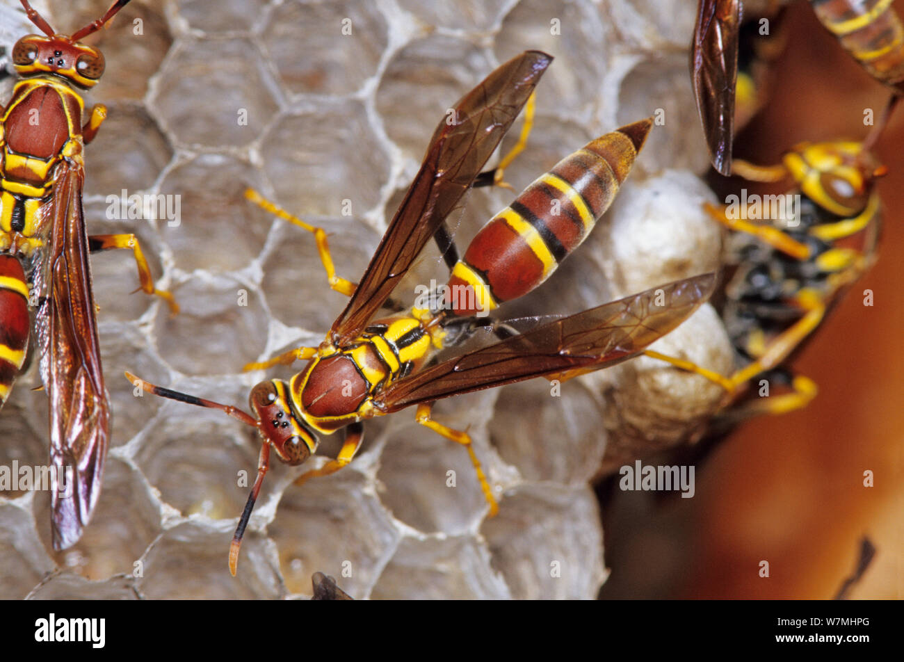 Paper Wasp (Polistes sp.) guarding nest. Micos river, Huasteca region ...