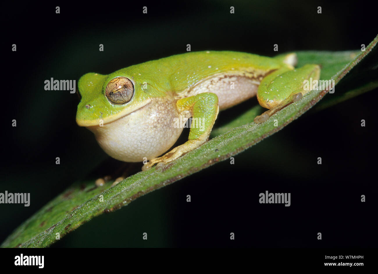 Small-eared Treefrog (Ecnomyohila myotimpanum) calling. Jaumave, northeast Mexico, October Stock ...