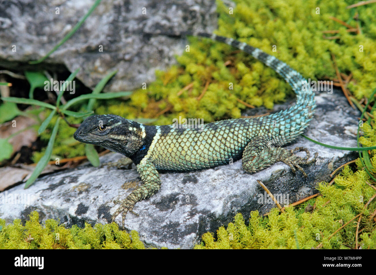 Crevice Spiny Lizard (Sceloporus poinsettii), Miquihuana, northeast ...