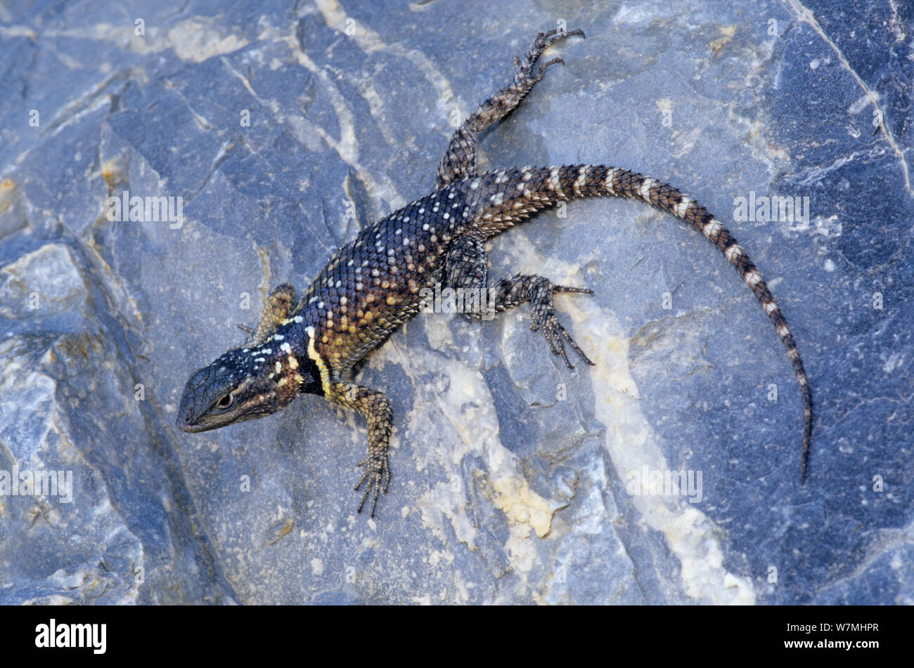 Poinsetti hi-res stock photography and images - Alamy