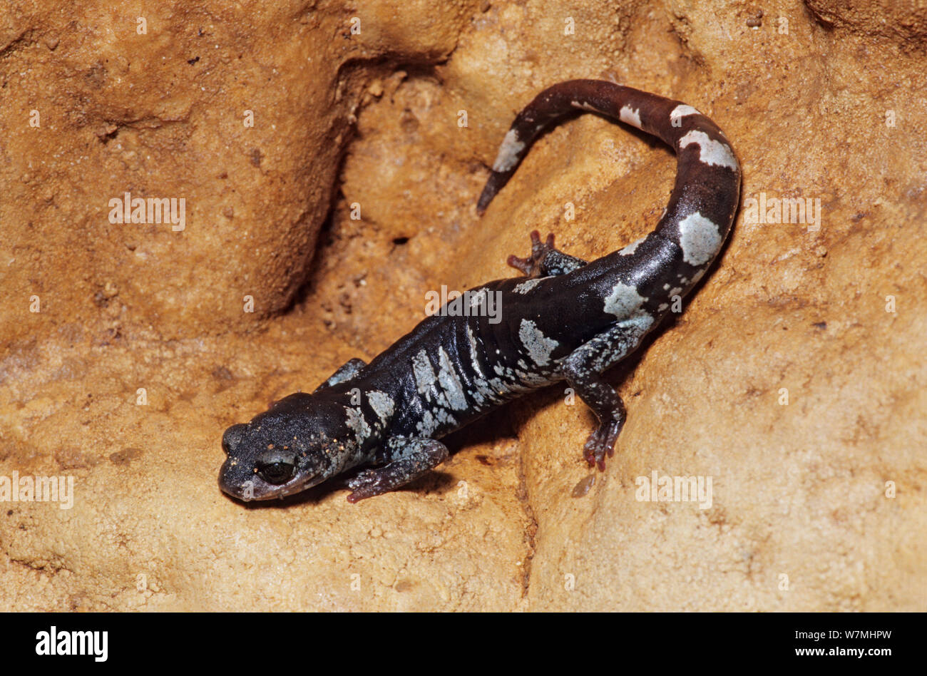 Tamaulipan False Brook Salamander (Pseudoeurycea scandens) on cave wall ...