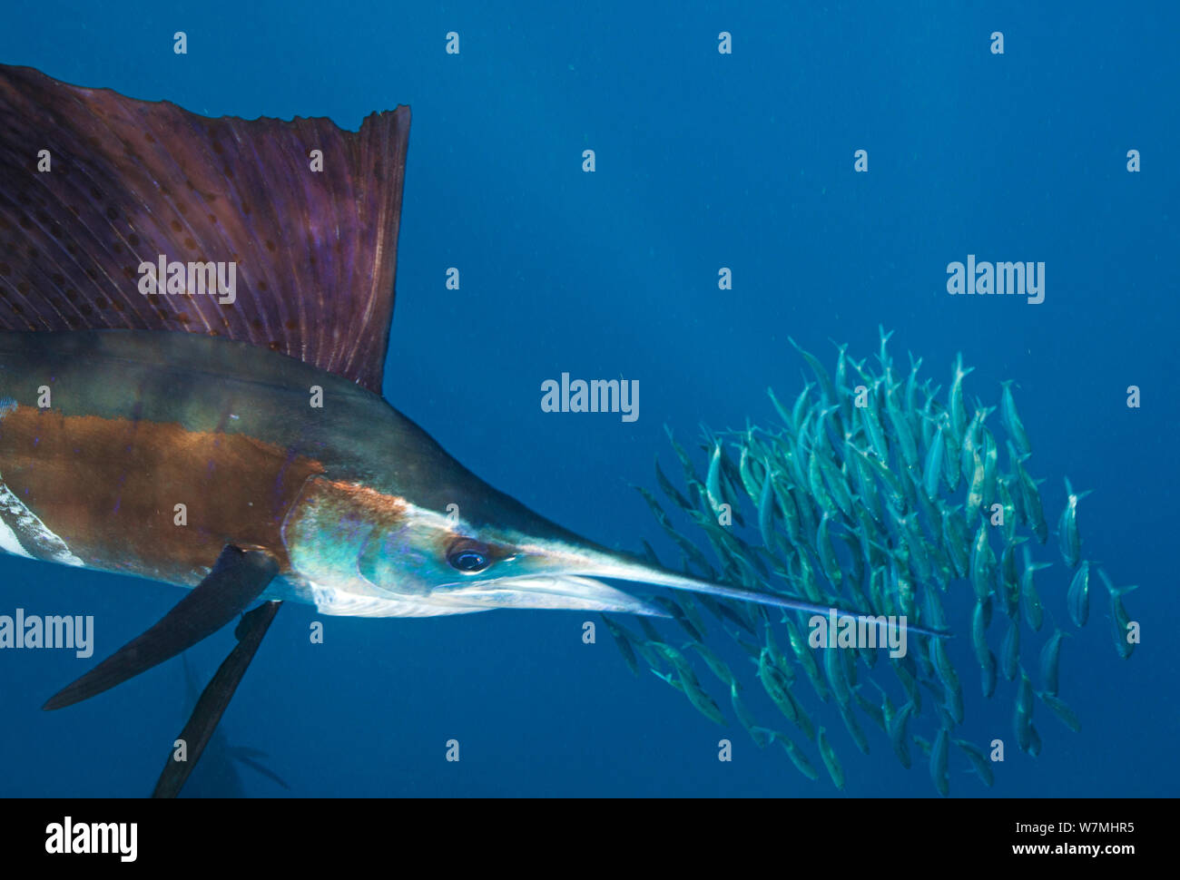 Isla mujeres mexico fish hi-res stock photography and images - Alamy