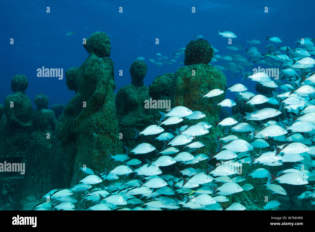 Cottonwick (Haemulon melanurum) fish among submarine statues at the ...