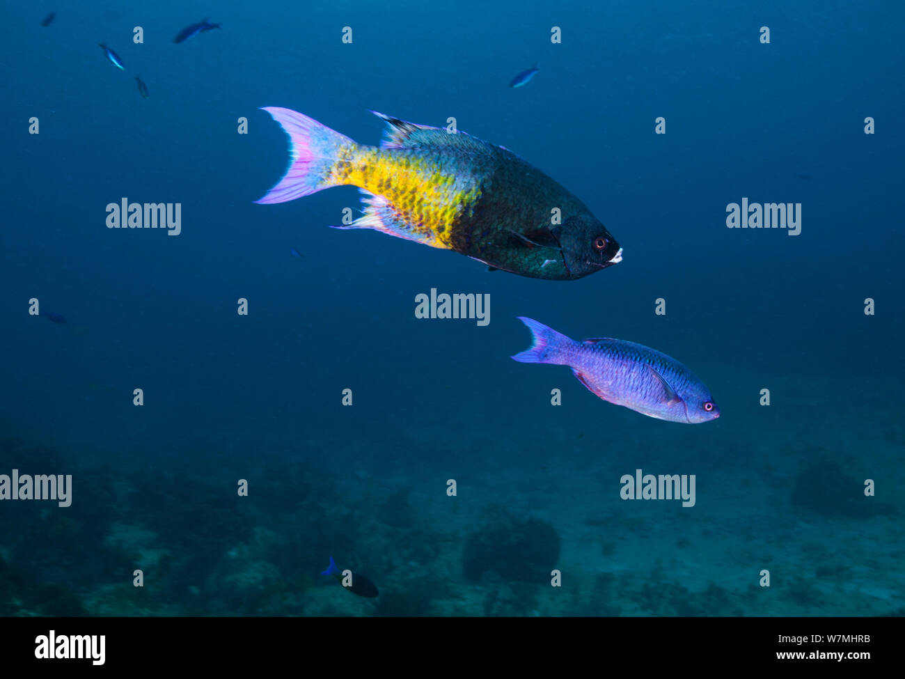 Creole wrasse hi-res stock photography and images - Alamy