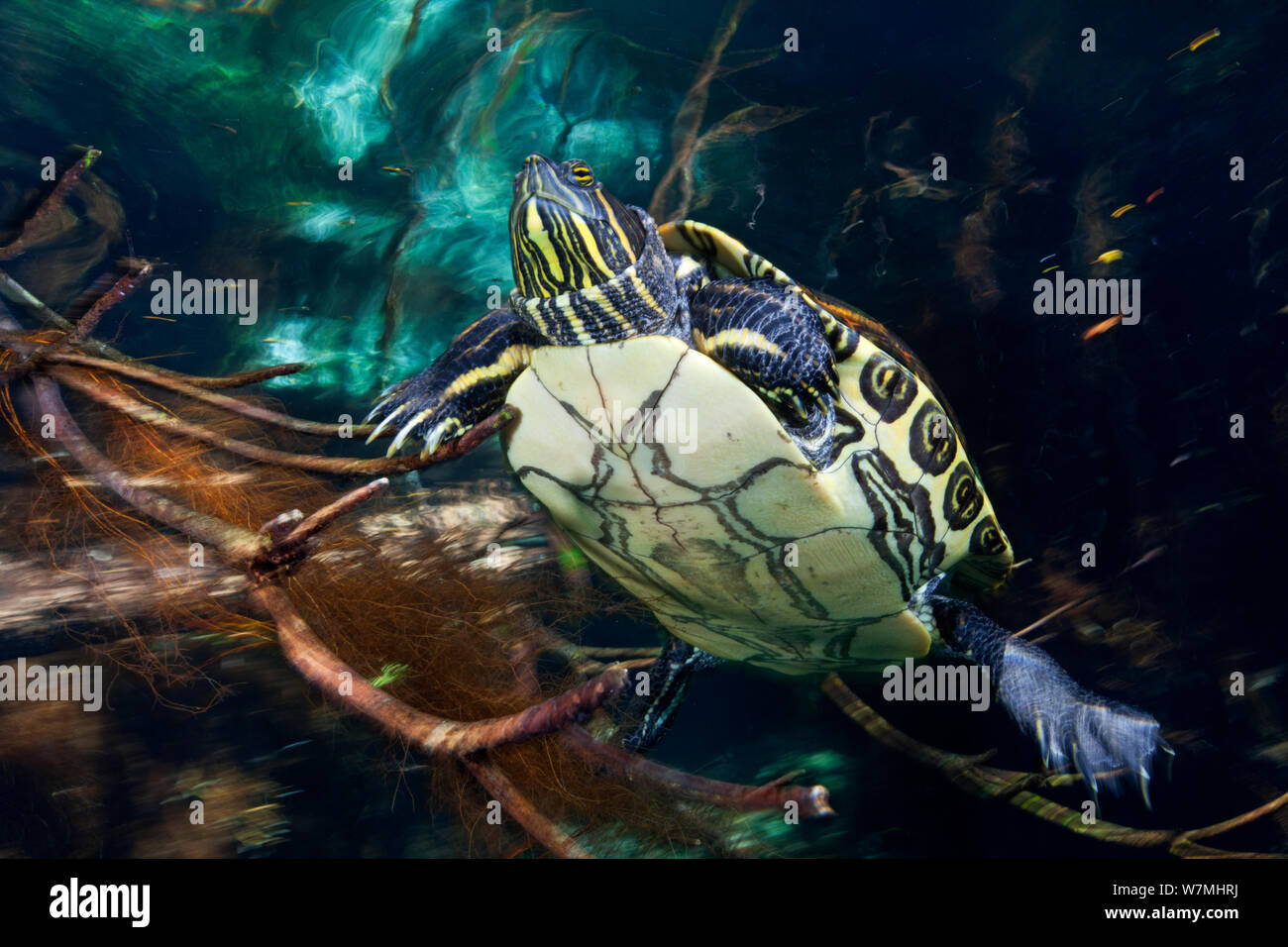 Mesoamerican Slider Turtle / Terrapin (Trachemys scripta venusta ...