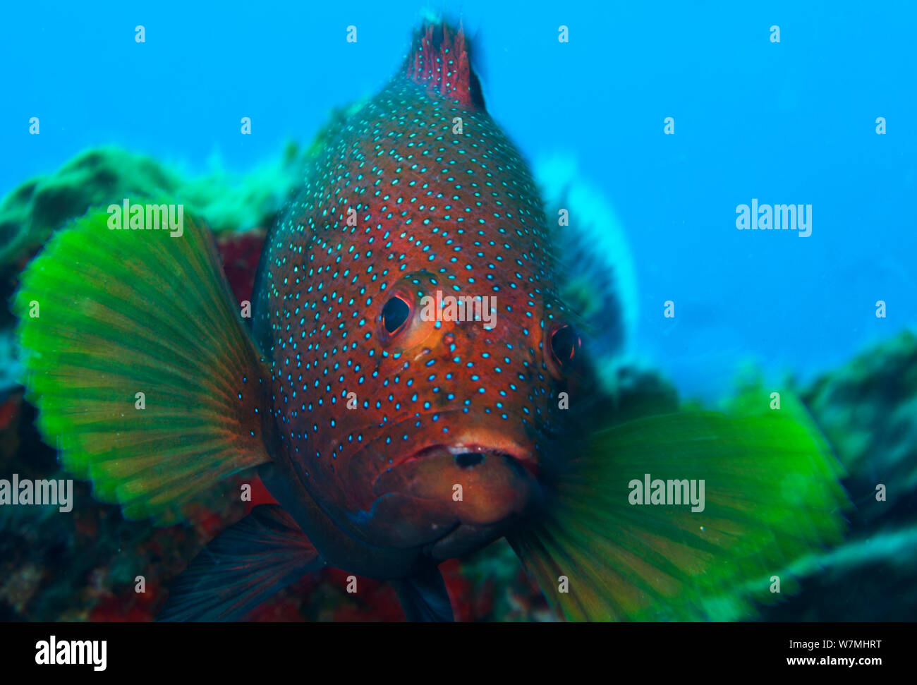 Coney fish caribbean hi-res stock photography and images - Alamy