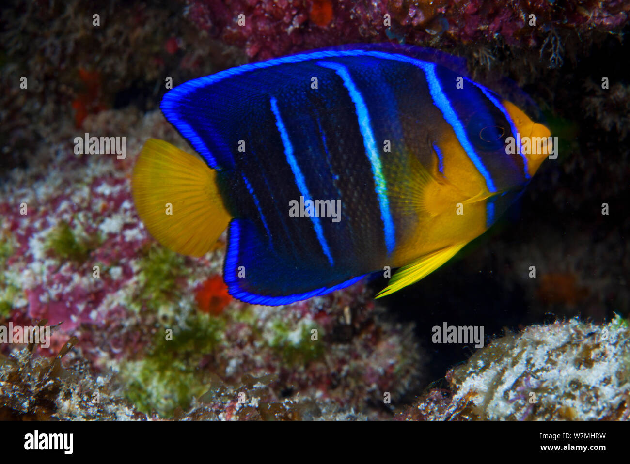 Blue Angelfish (Holacanthus bermudensis) juvenile, Cancun National Park ...