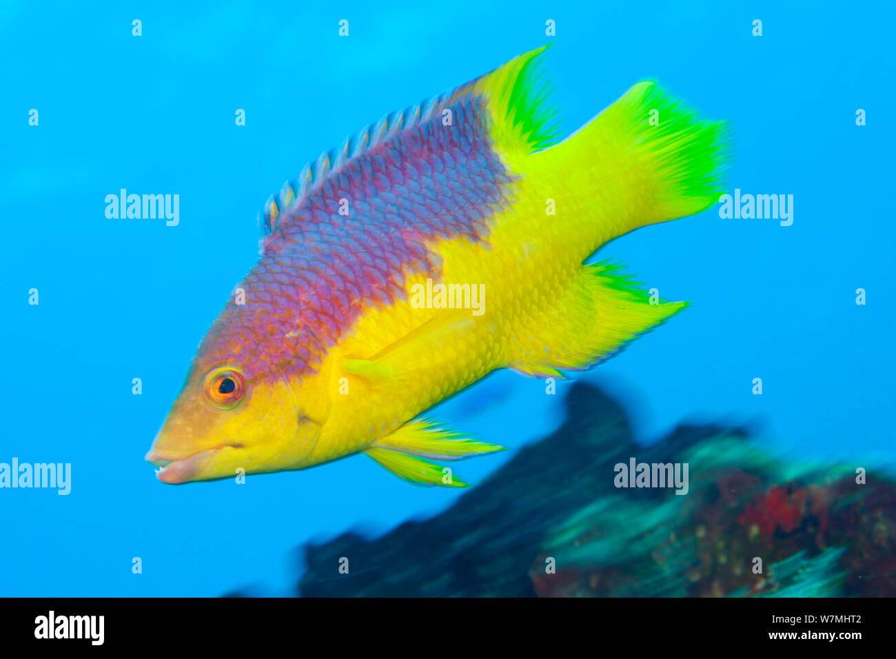 Spanish Hogfish (Bodianus rufus), a wrasse. Cancun National Park ...