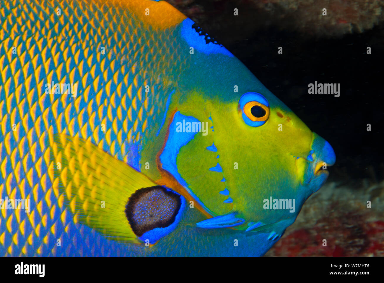 Queen Angelfish (Holacanthus ciliaris). Cancun National Park, Caribbean ...