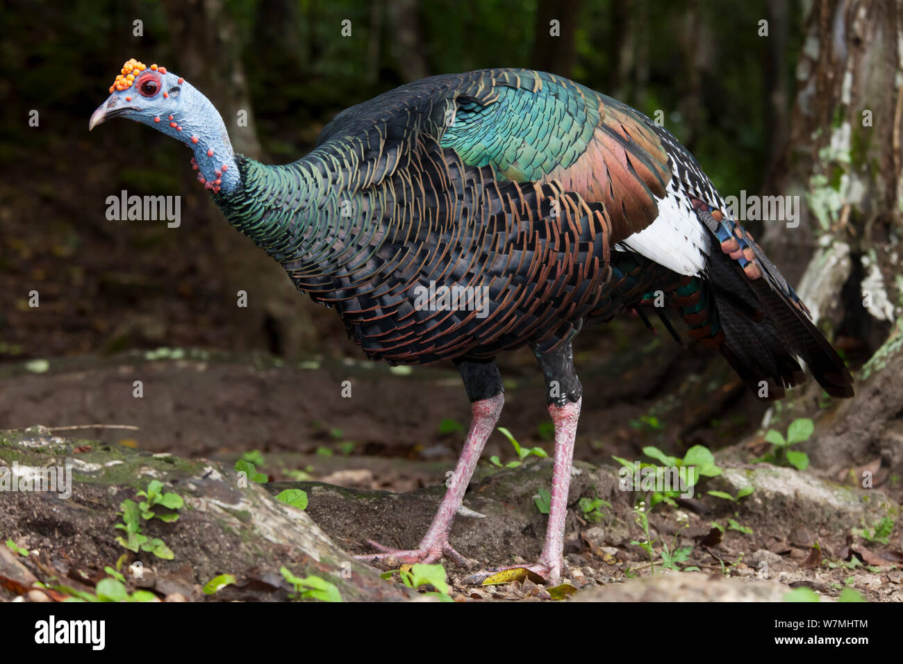Ocellated turkey hi-res stock photography and images - Alamy