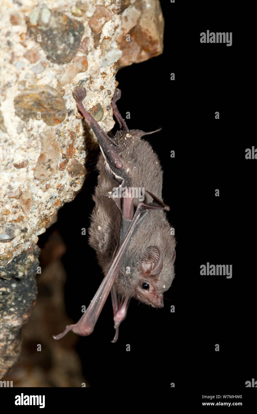 Gray Sac-winged Bat (Balantiopteryx plicata) clinging to rock. Maria ...