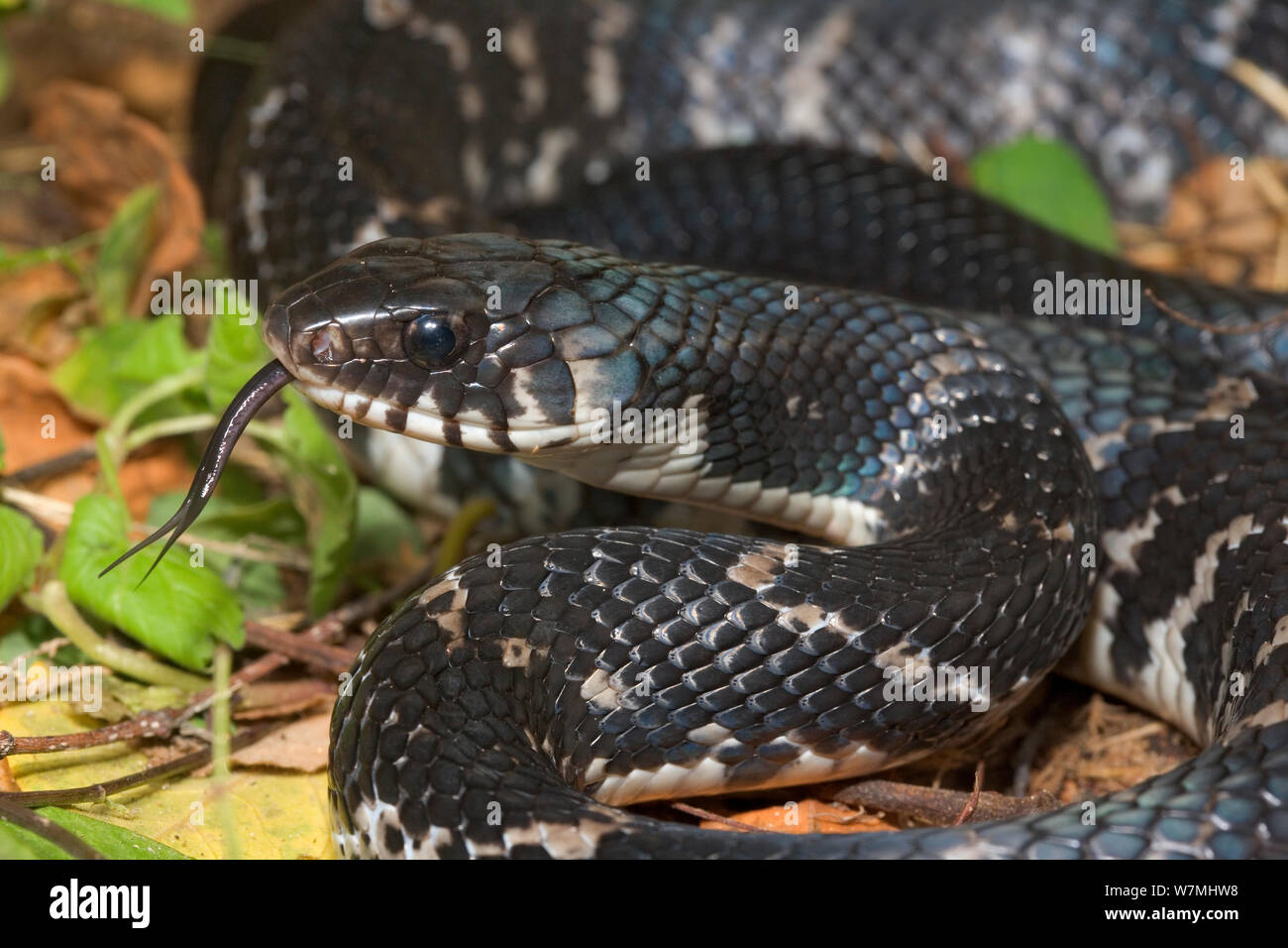 Central American Indigo Snake (Drymarchon corais melanurus). Maria ...