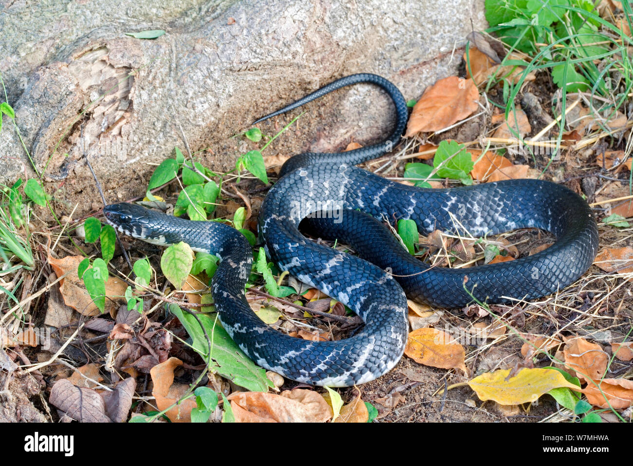 Central American Indigo Snake (Drymarchon corais melanurus). Maria ...