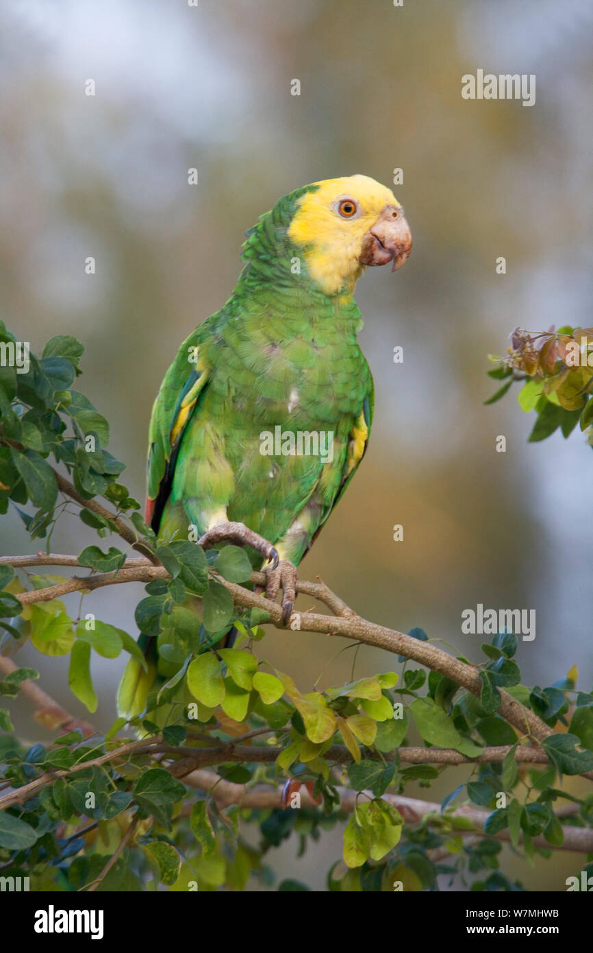 Yellow-headed Parrot (Amazona oratrix tresmariae). Maria Madre Island ...