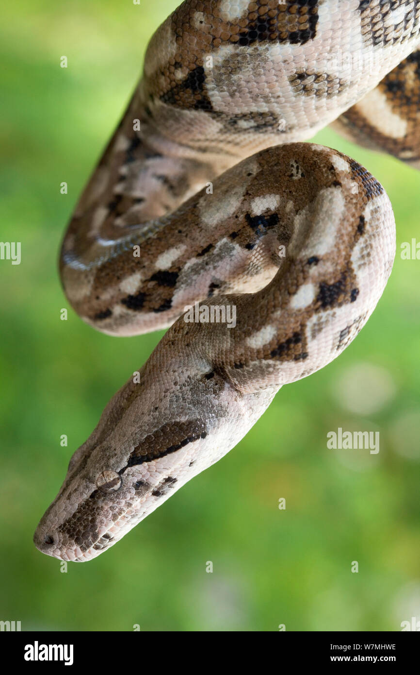 Boa (Boa constrictor sigma) in strike-ready pose. Maria Madre Island ...