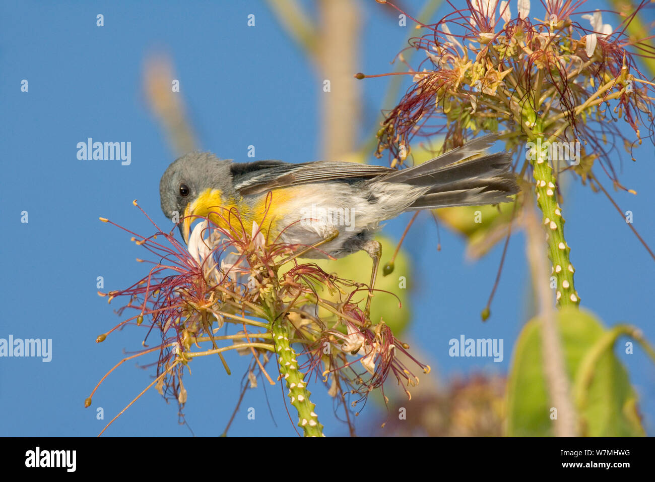 Tropical Parula (Parula pitiayumi graysoni) feeding on flowers. Maria ...