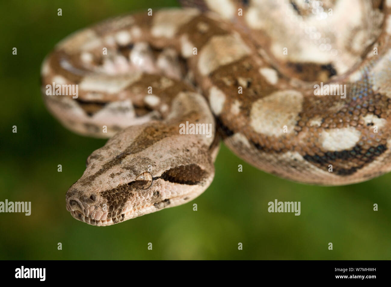 Boa (Boa constrictor sigma) in strike-ready pose. Maria Madre Island ...