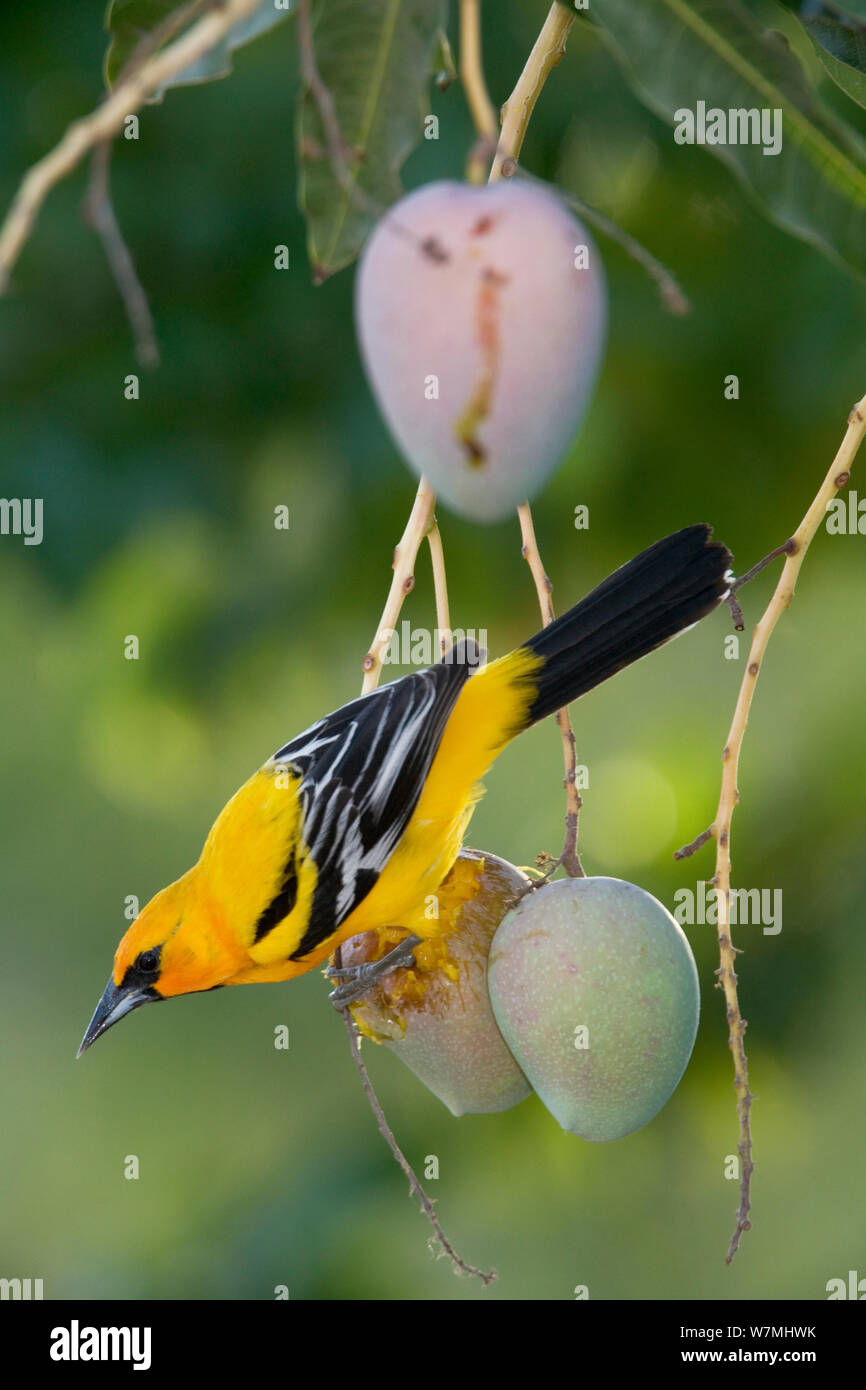 Streak-backed Oriole (Icterus pustulatus graysonii) perched on mango it ...