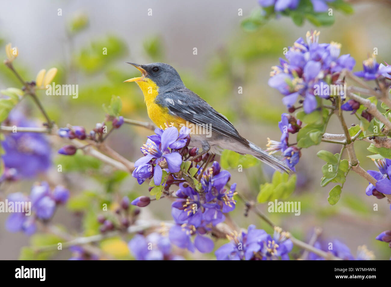 Tropical Parula (Parula pitiayumi graysoni) singing from flowered perch ...