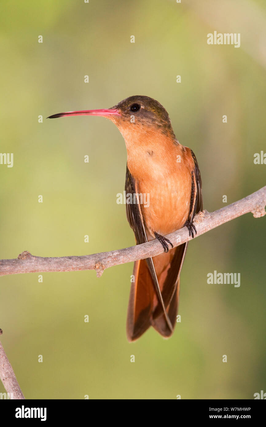 Cinnamon Hummingbird (Amazilia rutila graysoni). Maria Madre Island ...