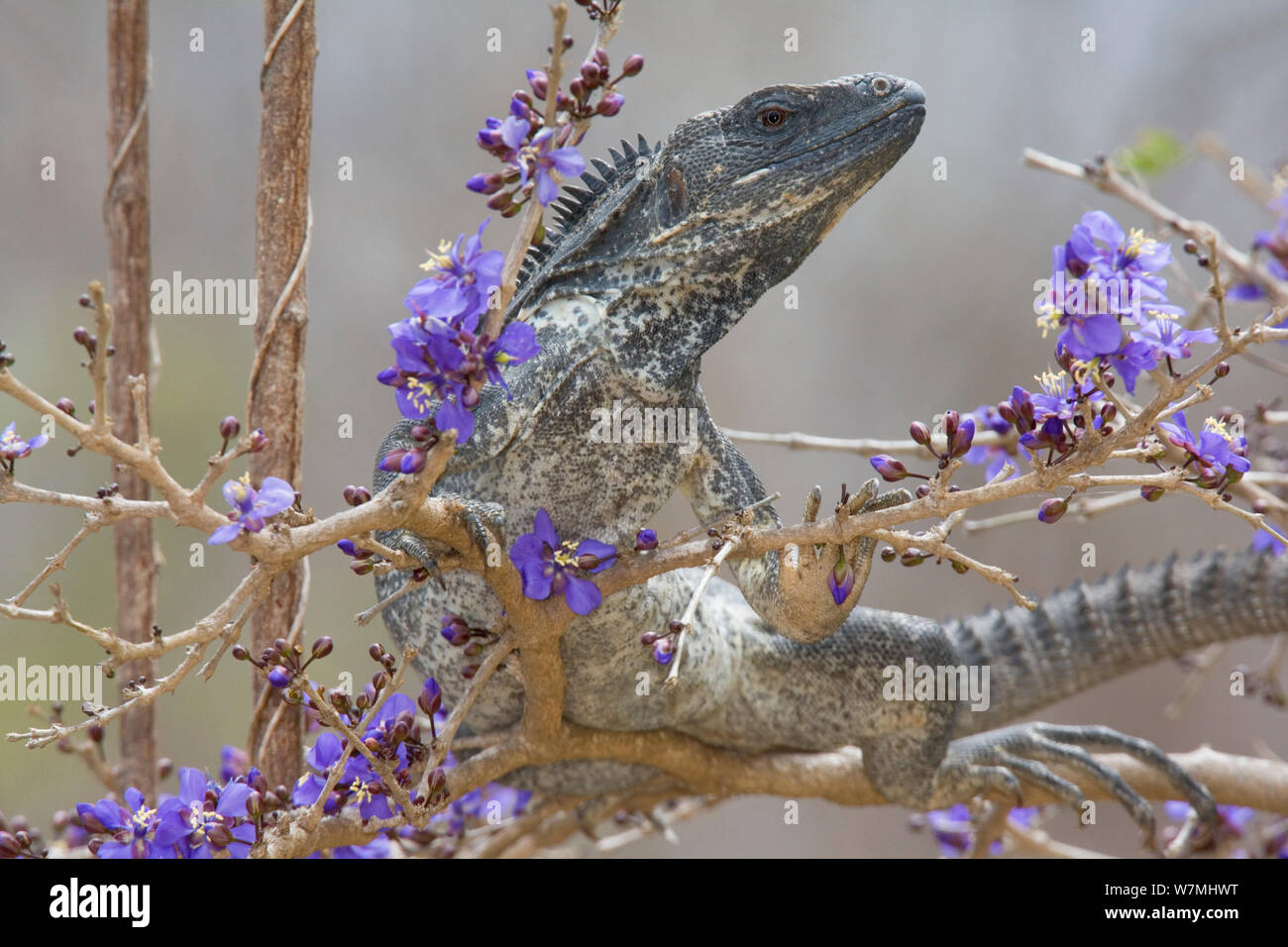 Western / Mexican Spiny-tailed Iguana (Ctenosaura pectinata) among ...