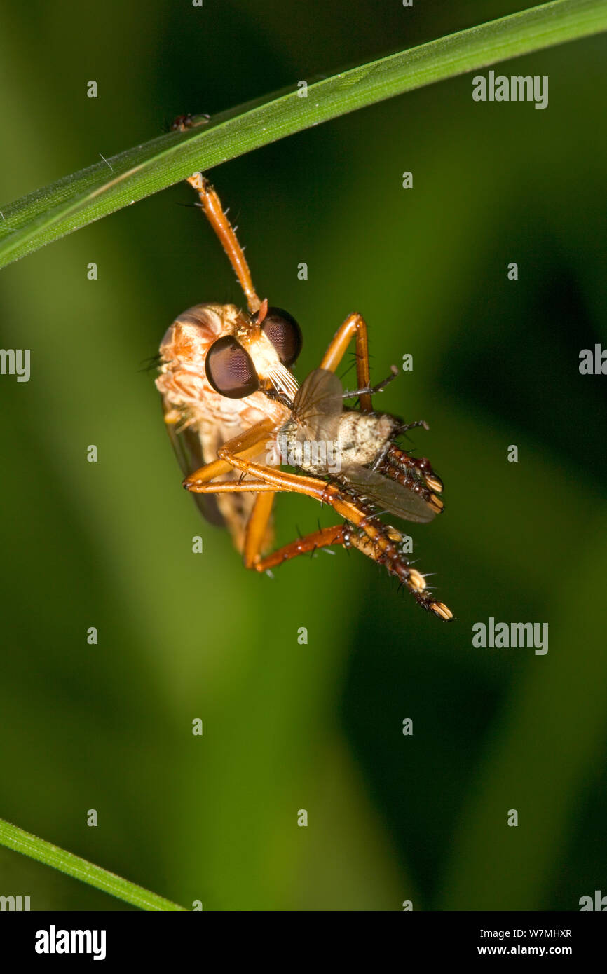 Robber Fly (Diogmites sp.) hanging from leaf, feeding on fly prey ...
