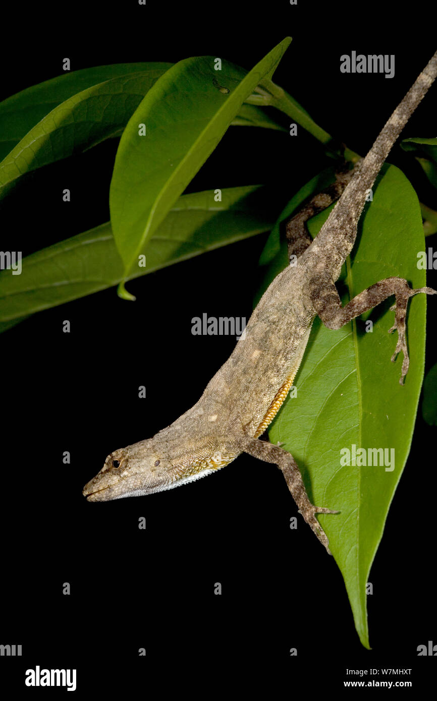 Anole lizards hi-res stock photography and images - Alamy