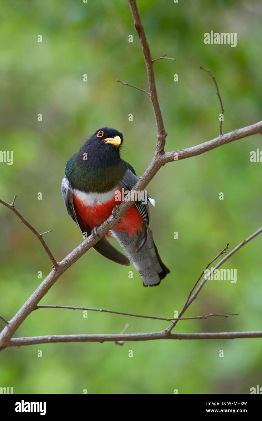 Elegant / Coppery Tailed Trogon (Trogon elegans), Maria Madre Island ...