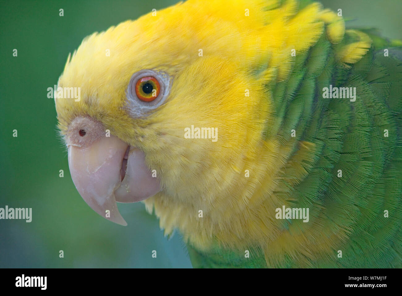 Yellow-headed Parrot (Amazona oratrix tresmariae), portrait. Maria ...