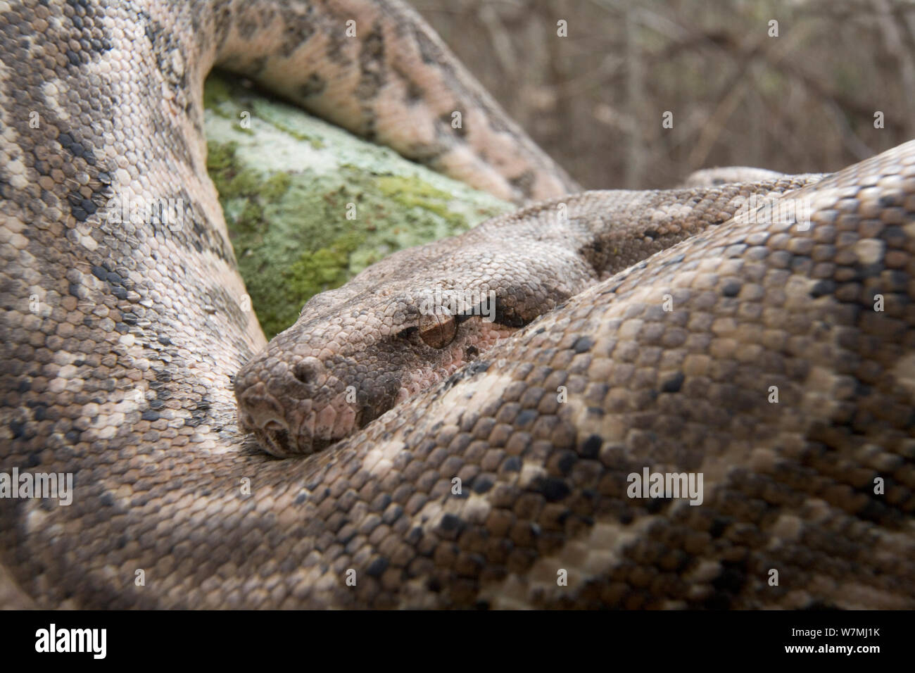 Boa (Boa constrictor sigma). Maria Madre Island, Islas Marias Biosphere ...