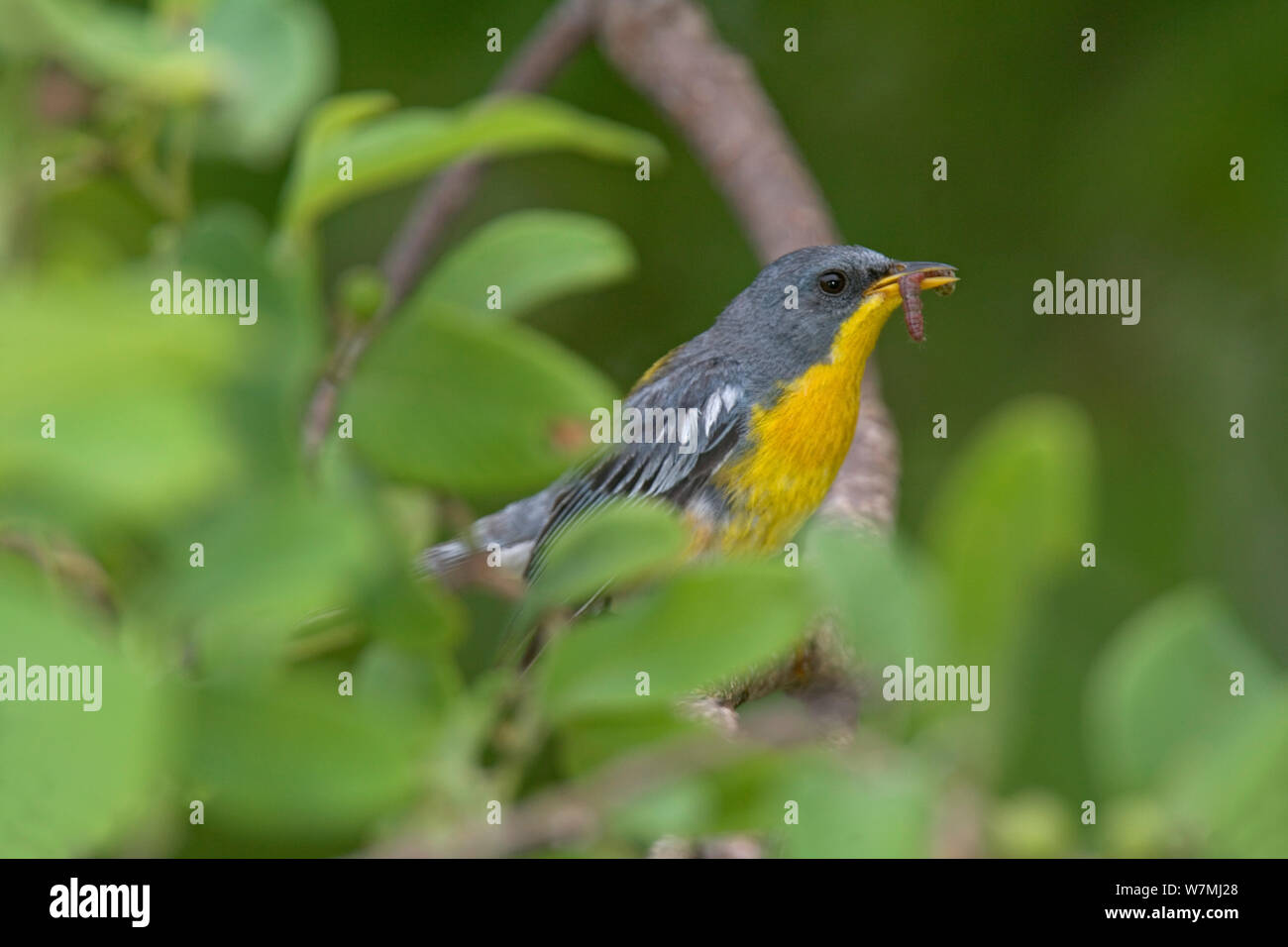Tropical Parula (Parula pitiayumi graysoni) with prey. Maria Madre ...