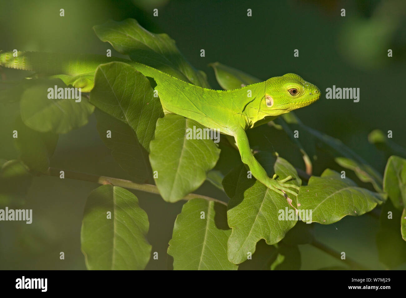 Western Spiny-tailed Iguana (Ctenosaura pectinata) juvenile. Maria ...