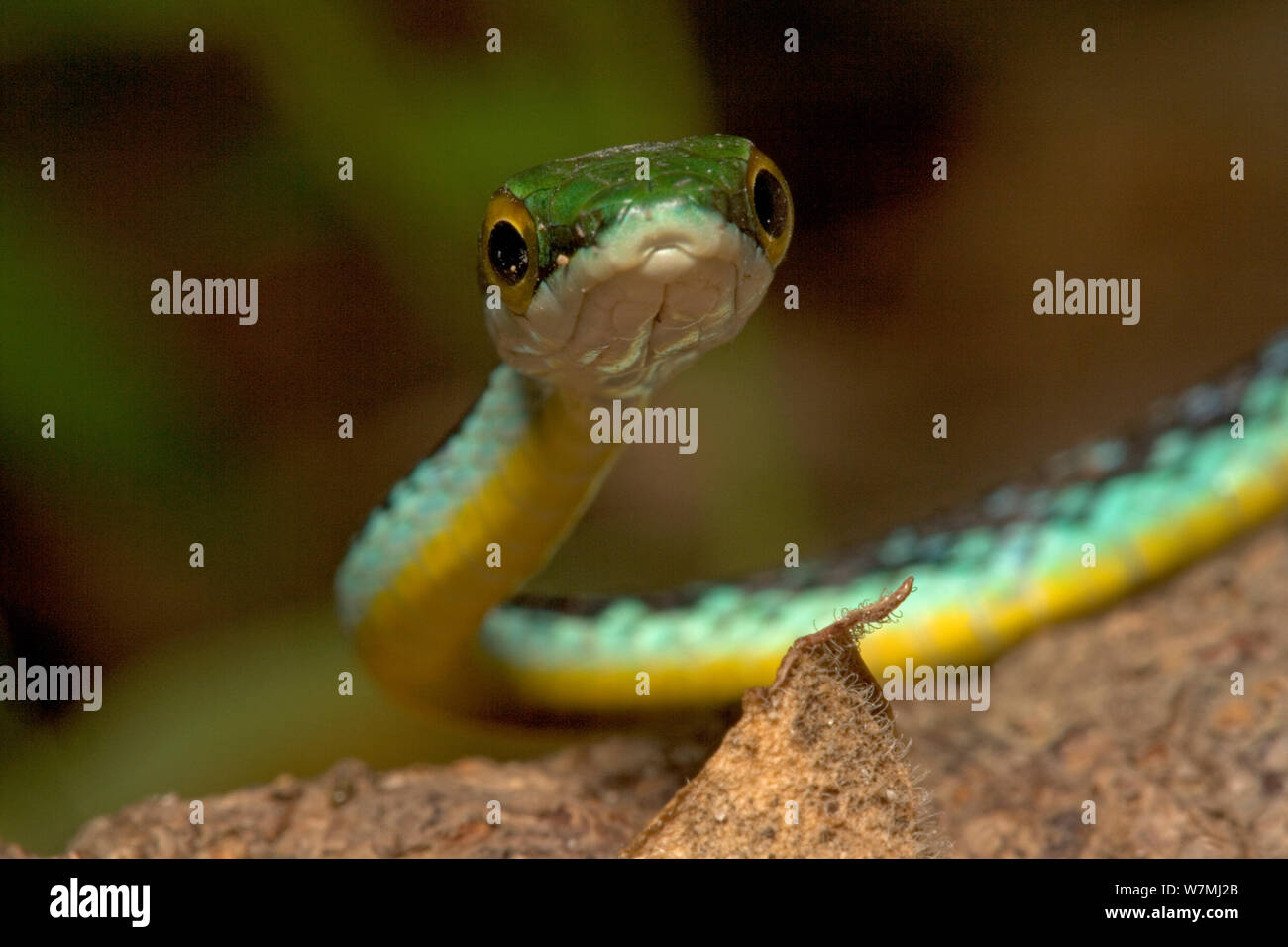 Parrot Snake (Leptophis diplotropis) portrait. Maria Madre Island ...