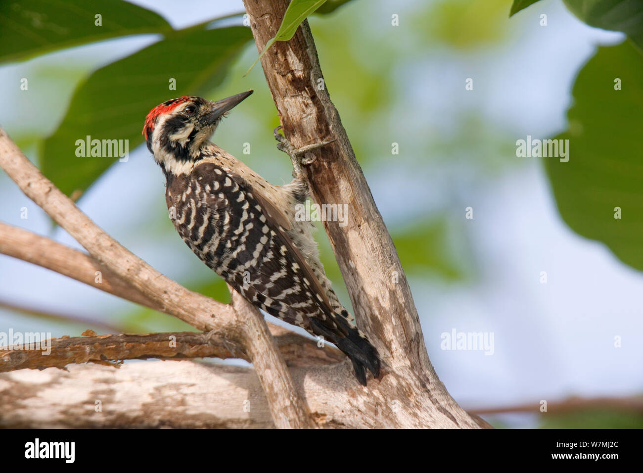 Islas marías biosphere reserve hi-res stock photography and images - Alamy
