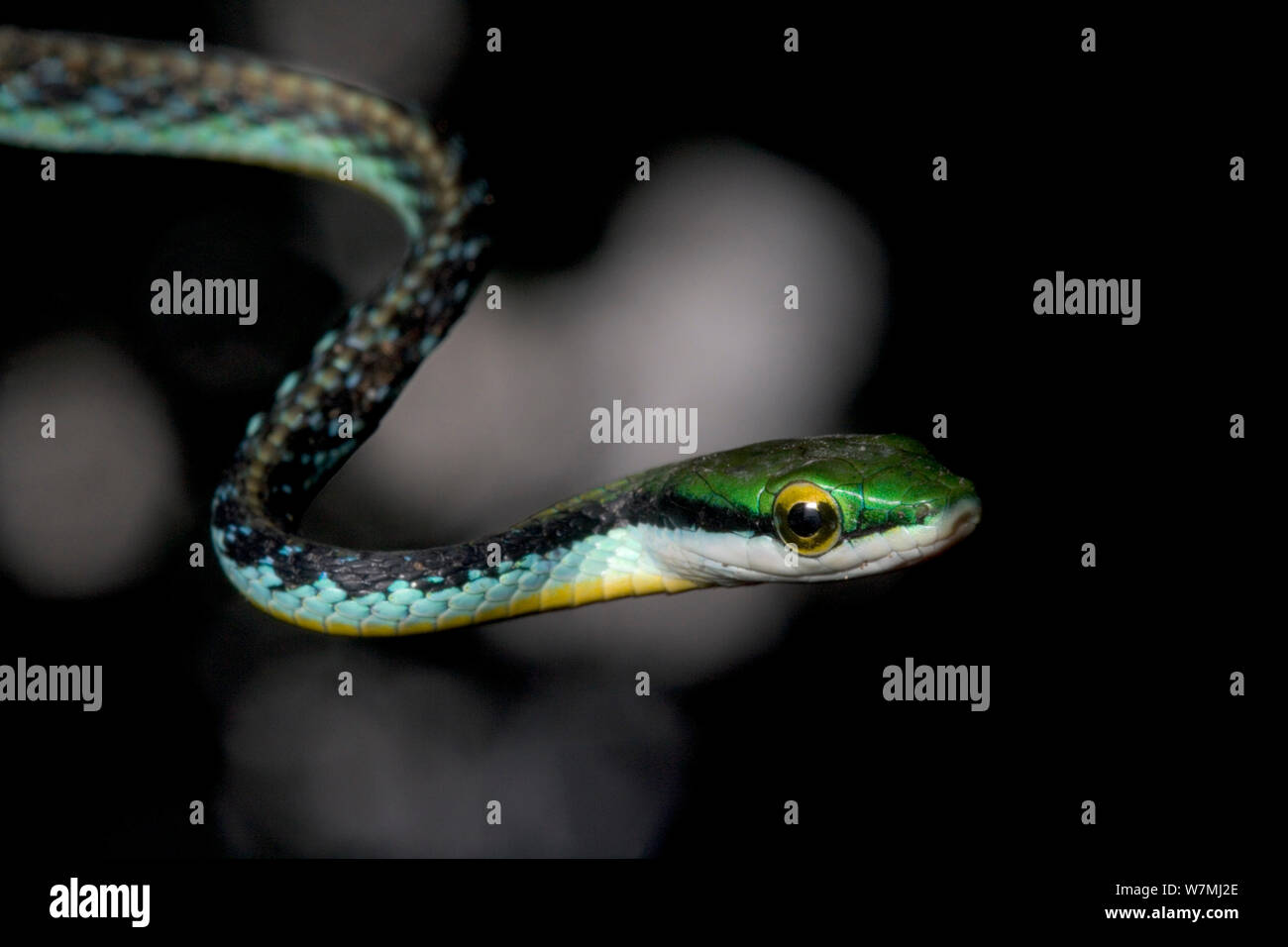 Parrot Snake (Leptophis diplotropis) portrait. Maria Madre Island ...