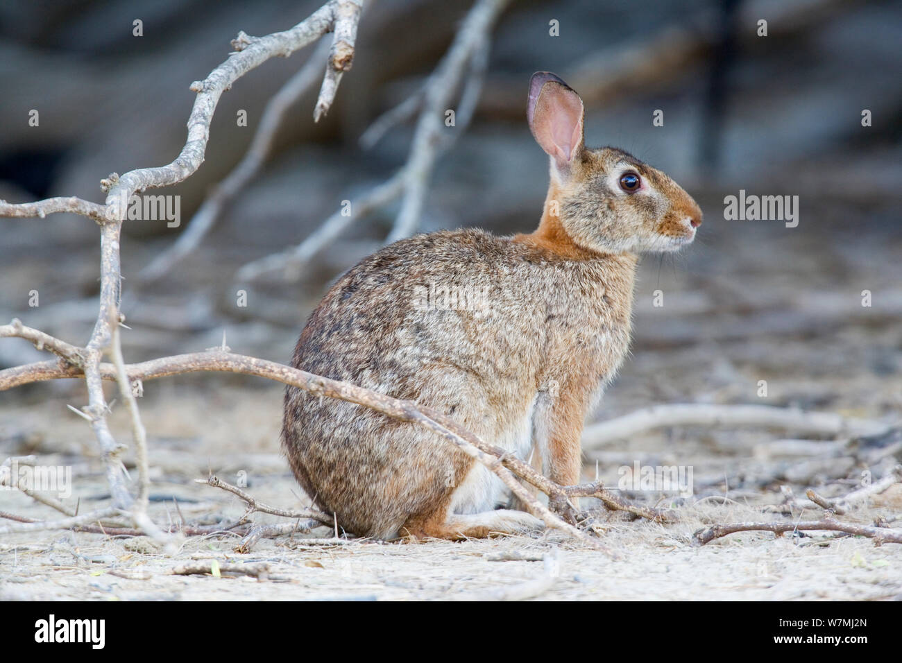 Tres Marias Rabbit (Sylvilagus graysoni) in profile. Maria Magdalena ...