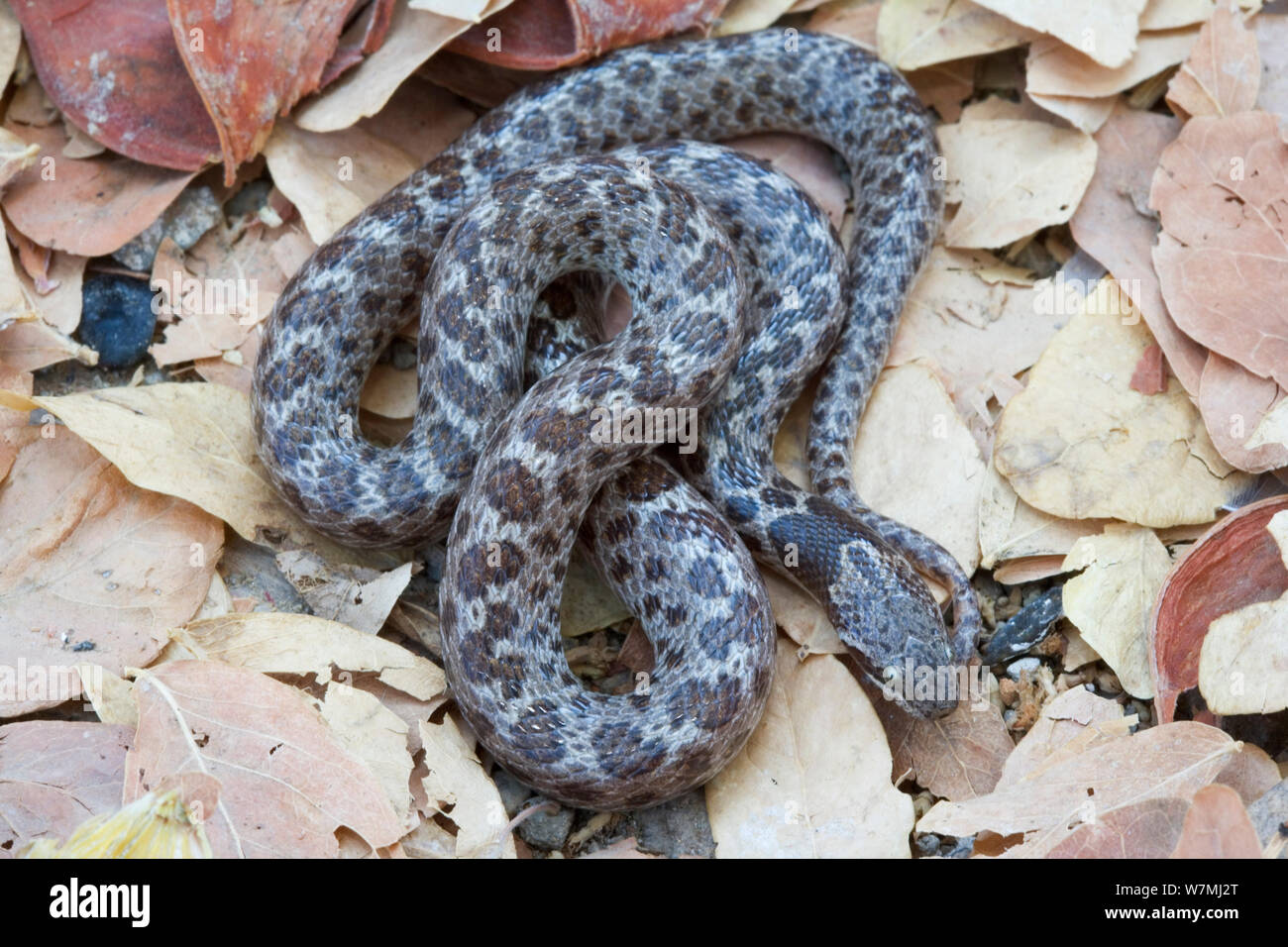 Night Snake (Hypsiglena torquata) on leaf litter. Maria Madre Island ...