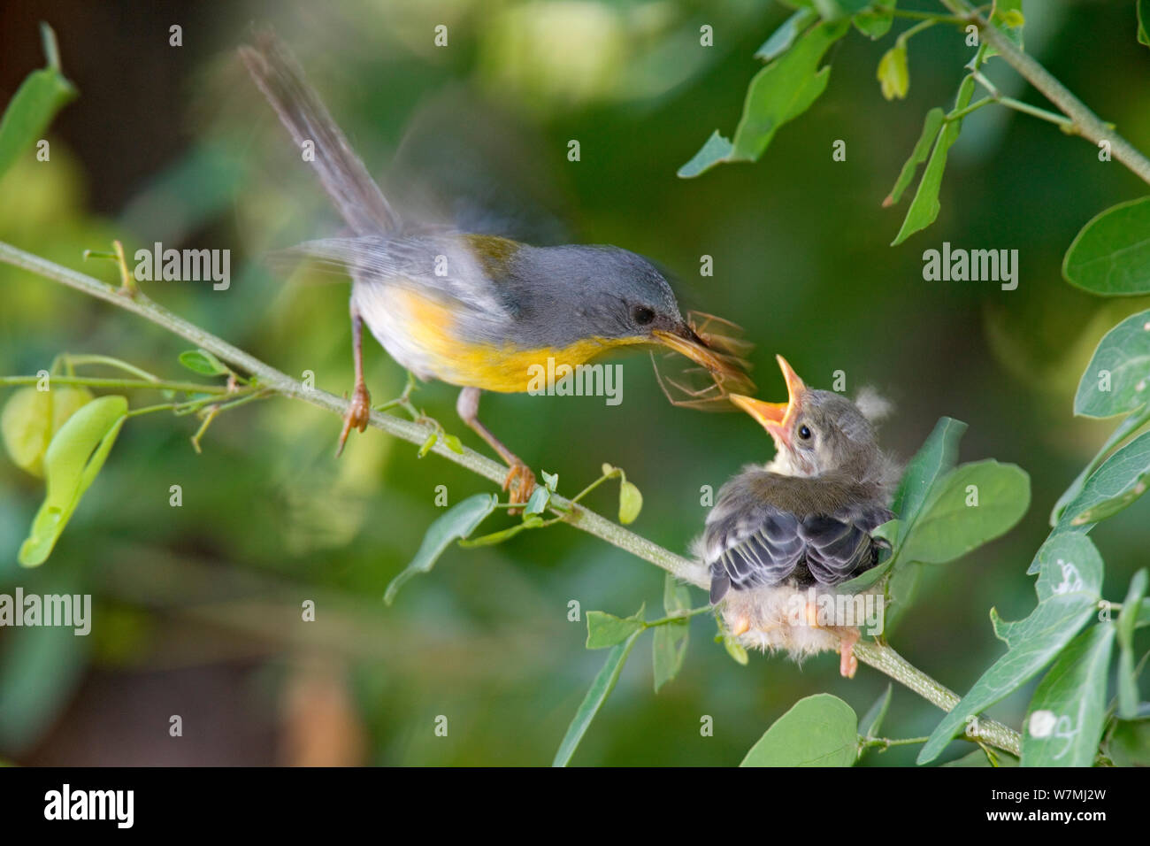 Tropical Parula (Parula pitiayumi graysoni) feeding chick. Maria Madre ...