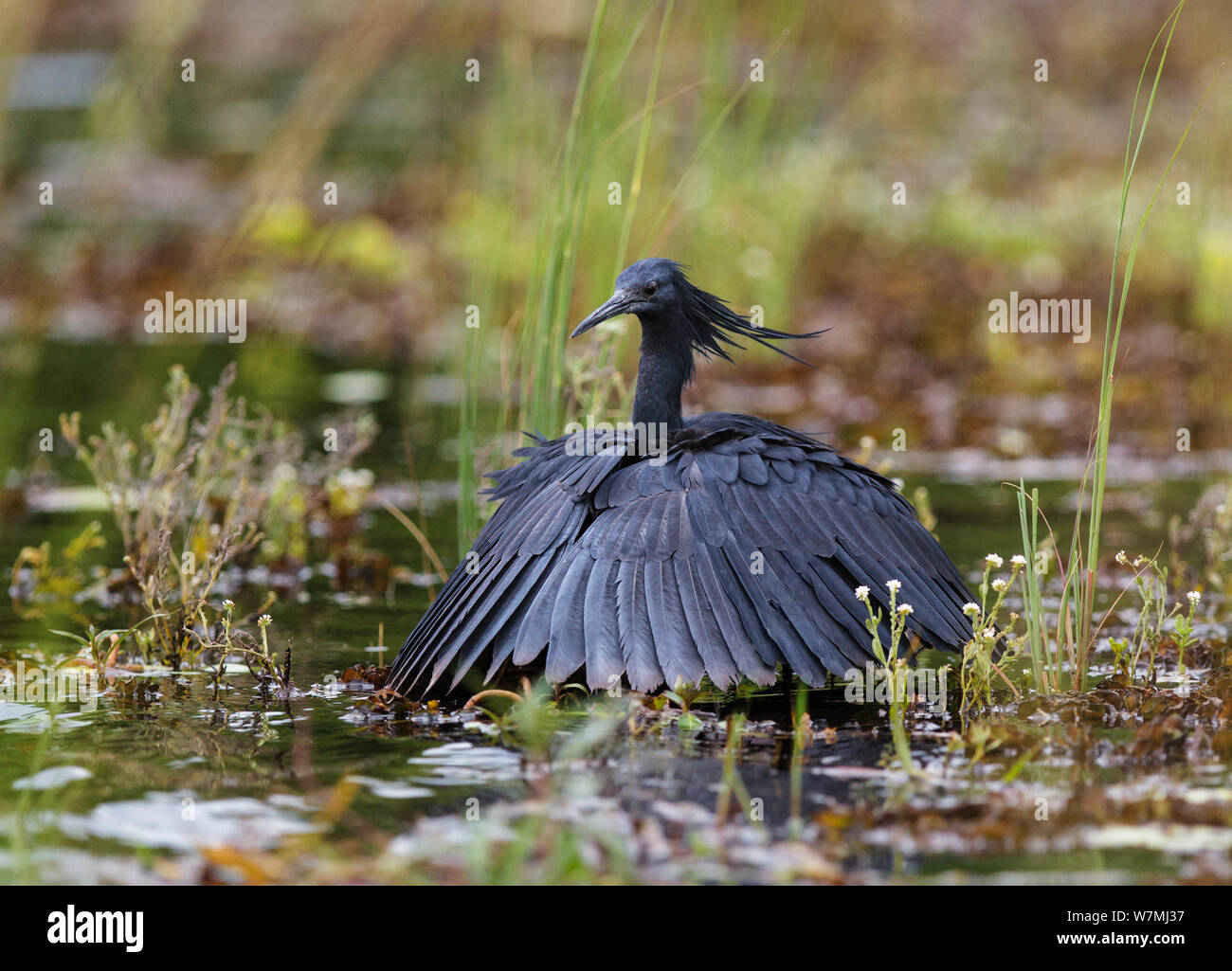 Birds of chobe national park hi-res stock photography and images - Alamy