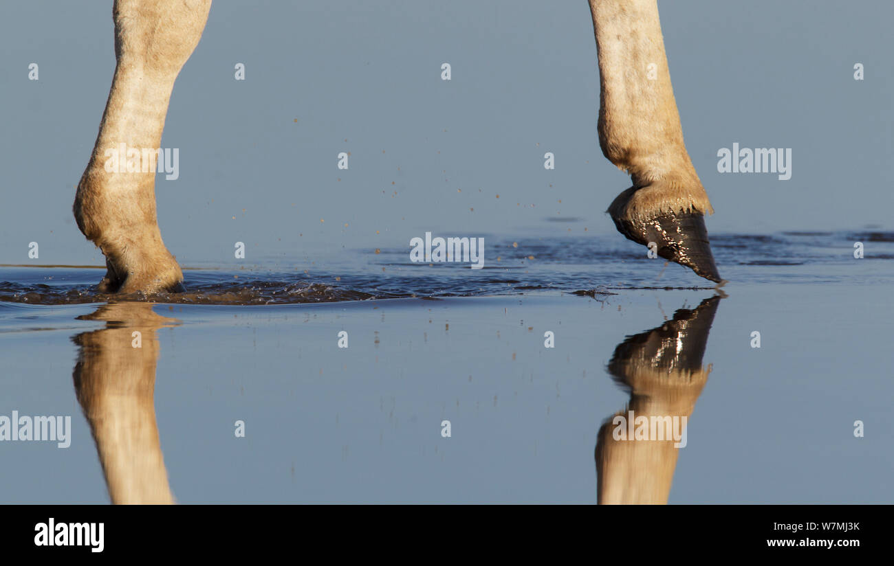 Common zebra (Equus quagga) walking across shallow water, just feet in ...